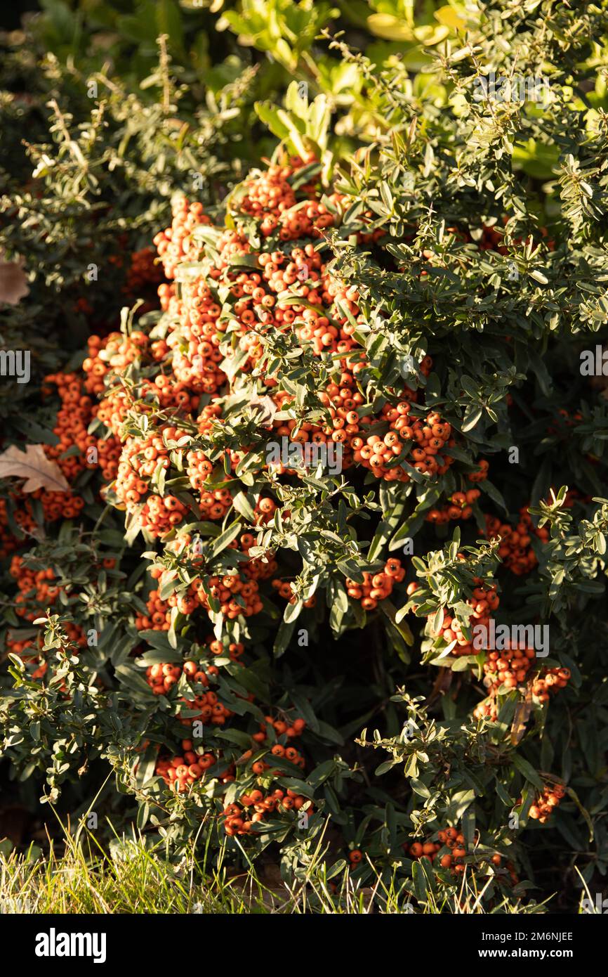 Red seeds of pyracantha hi-res stock photography and images - Alamy