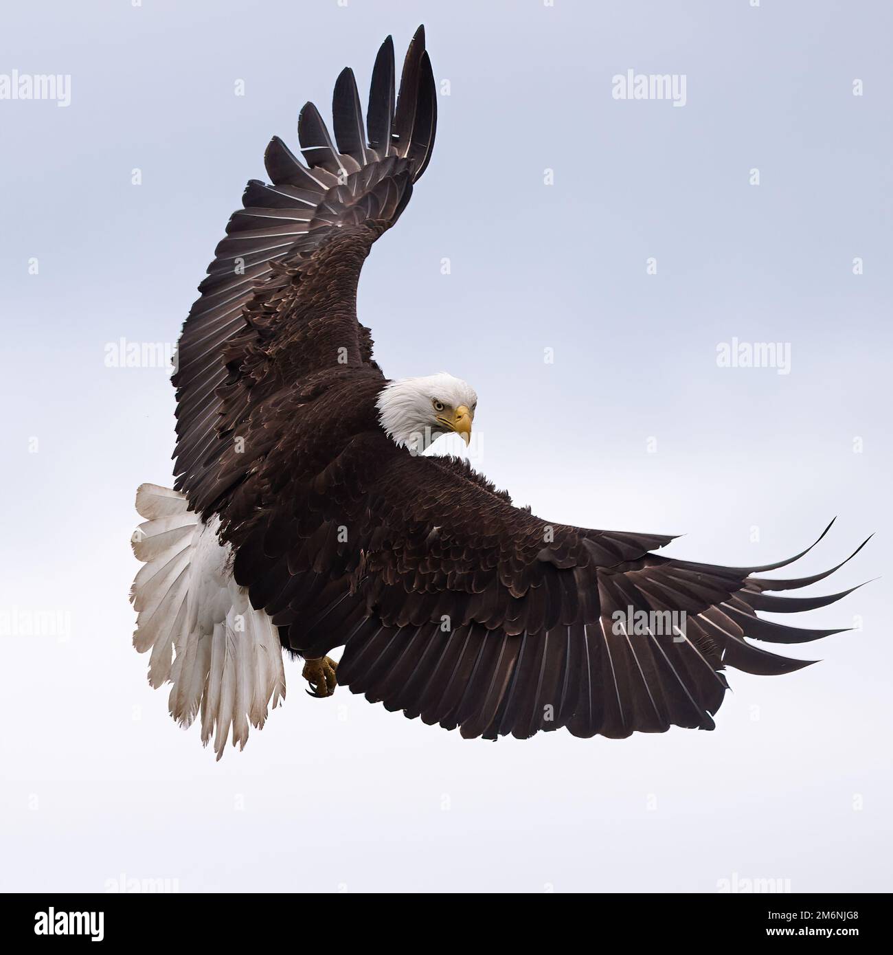 A giant bald eagle (Haliaeetus leucocephalus) flying against clear ...