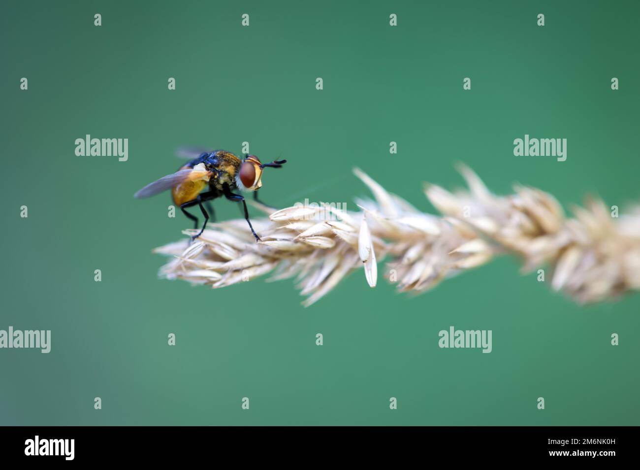Hairy close up hi-res stock photography and images - Alamy