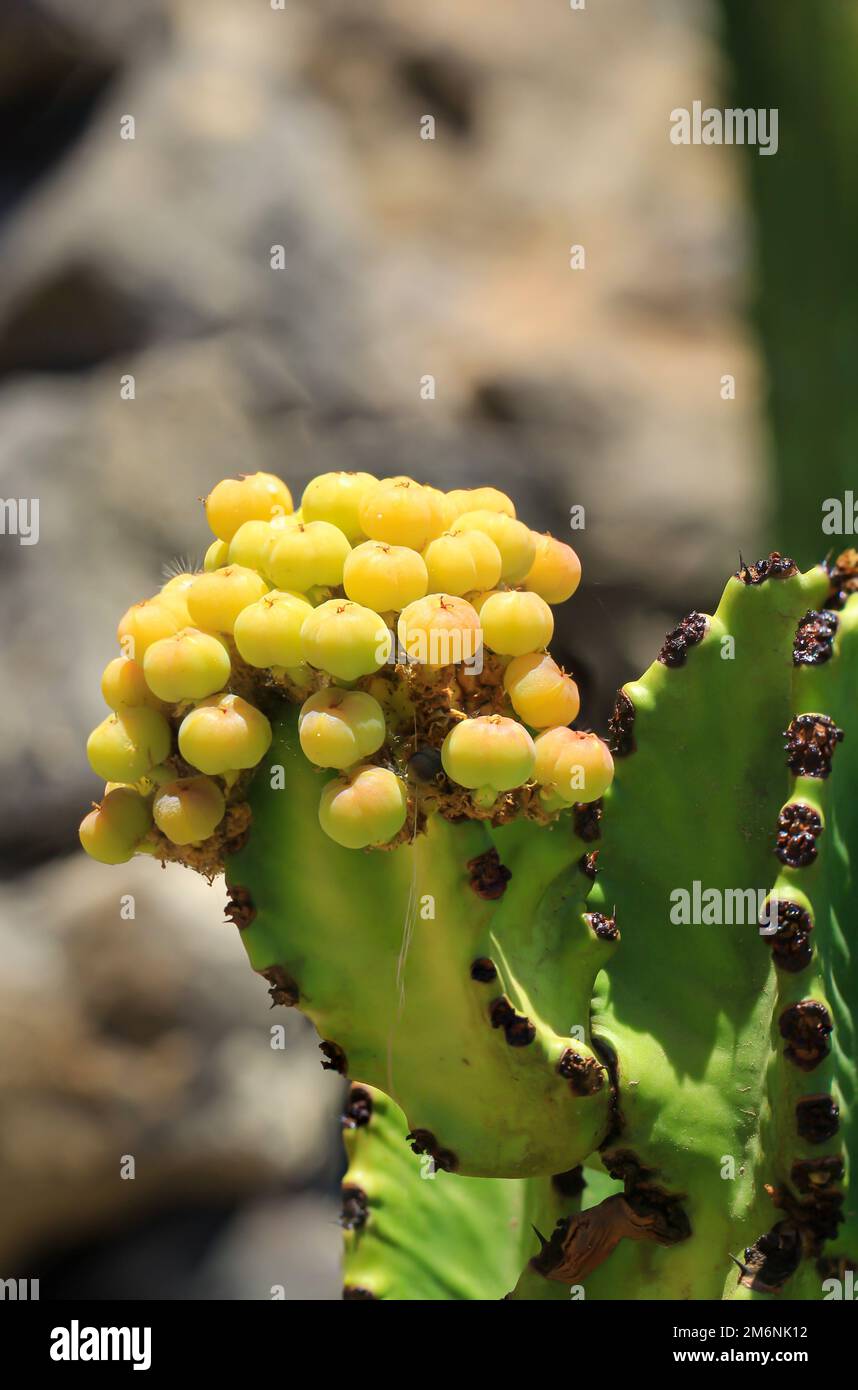 Detail of a cactus in the desert region Stock Photo - Alamy