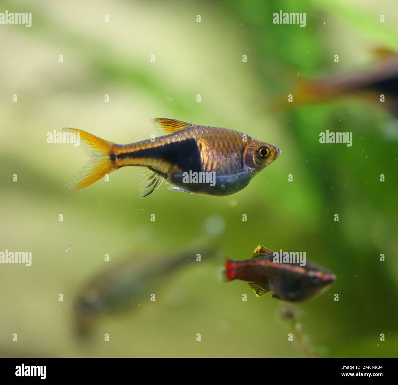 Zebra Rasbora