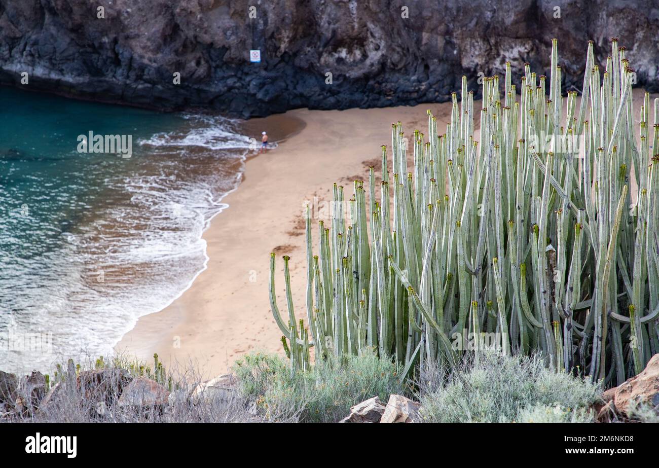 Green cacti and beach in the background Stock Photo - Alamy