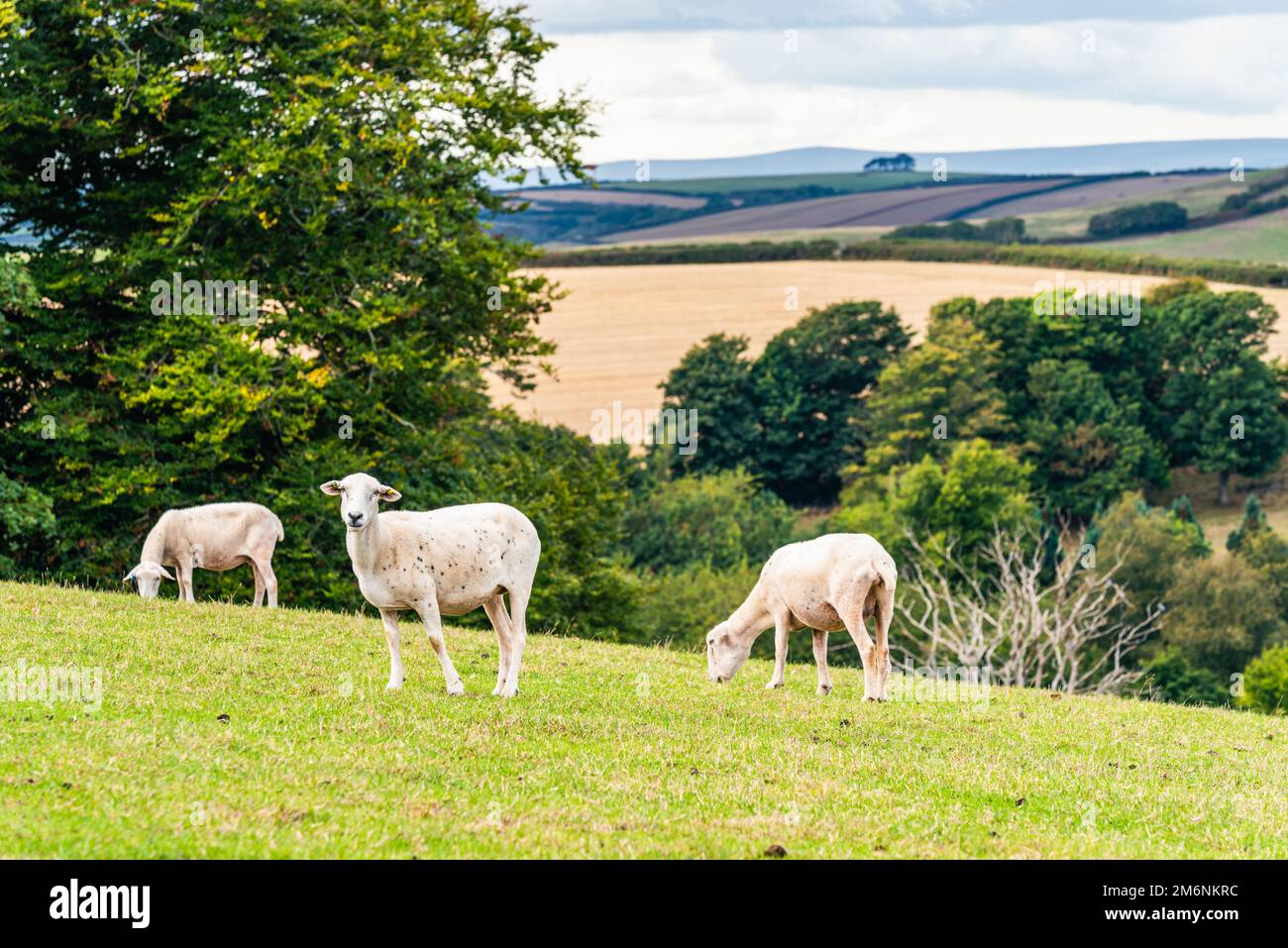 Sheep on farms, Devon, England, Europe Stock Photo - Alamy