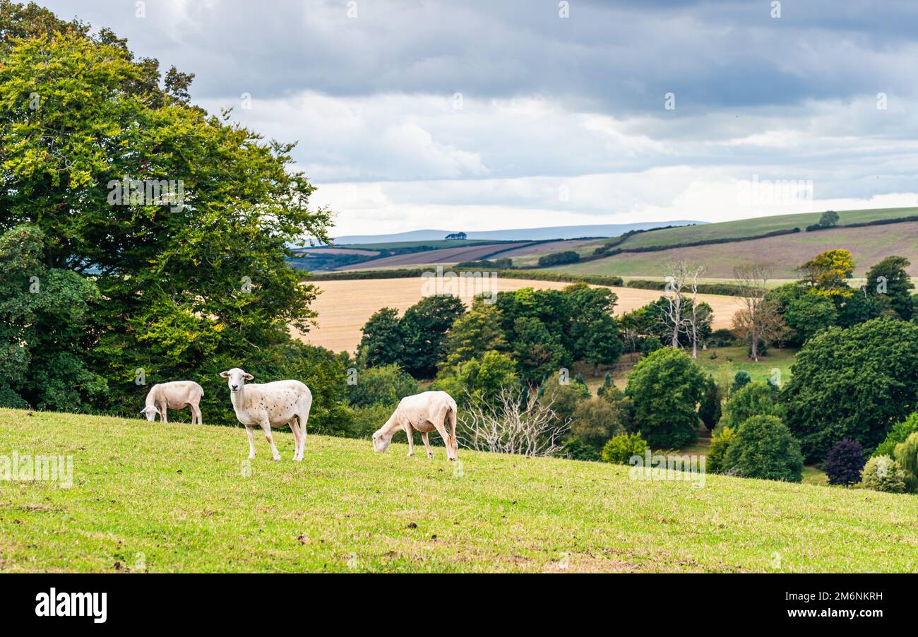 Sheep on farms, Devon, England, Europe Stock Photo - Alamy