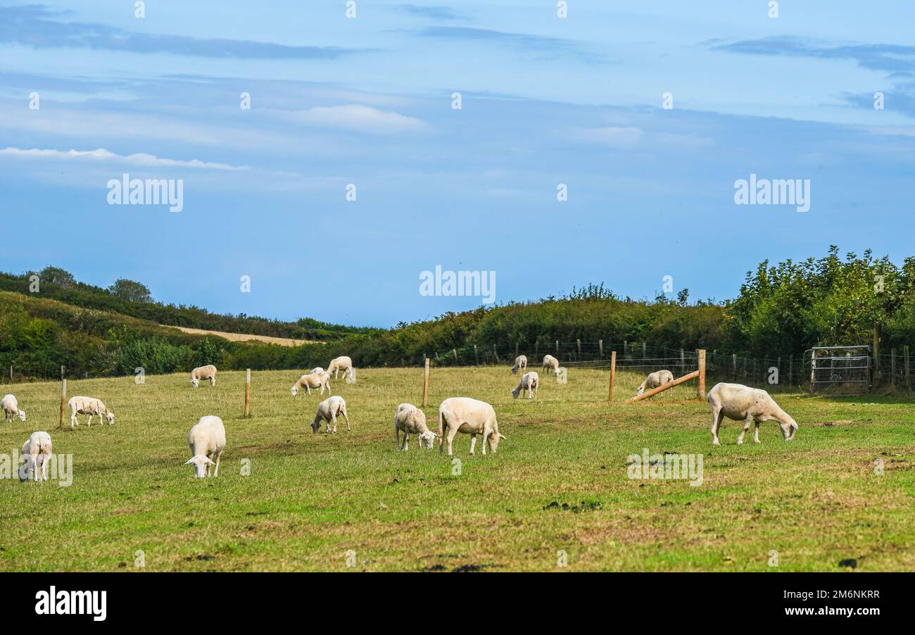 Devon sheep farm hi-res stock photography and images - Alamy
