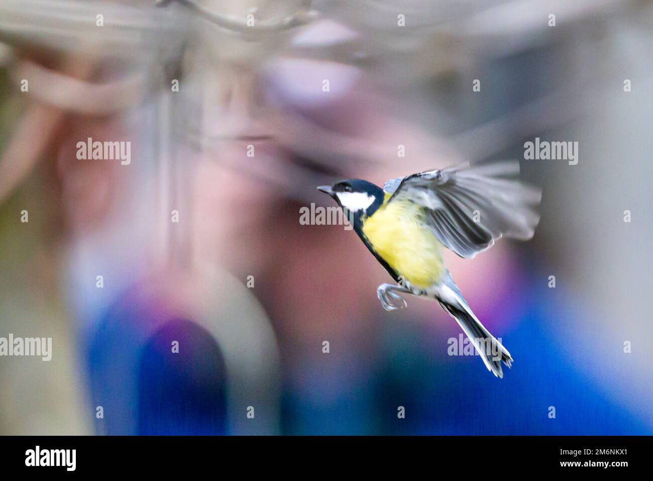Erfurt, Germany. 05th Jan, 2023. A titmouse flies onto a branch. From ...