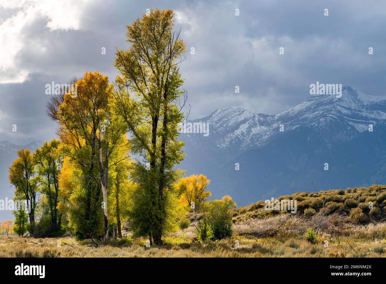 Backlit trees in autumn along the Gros Ventre River Valley Stock Photo ...