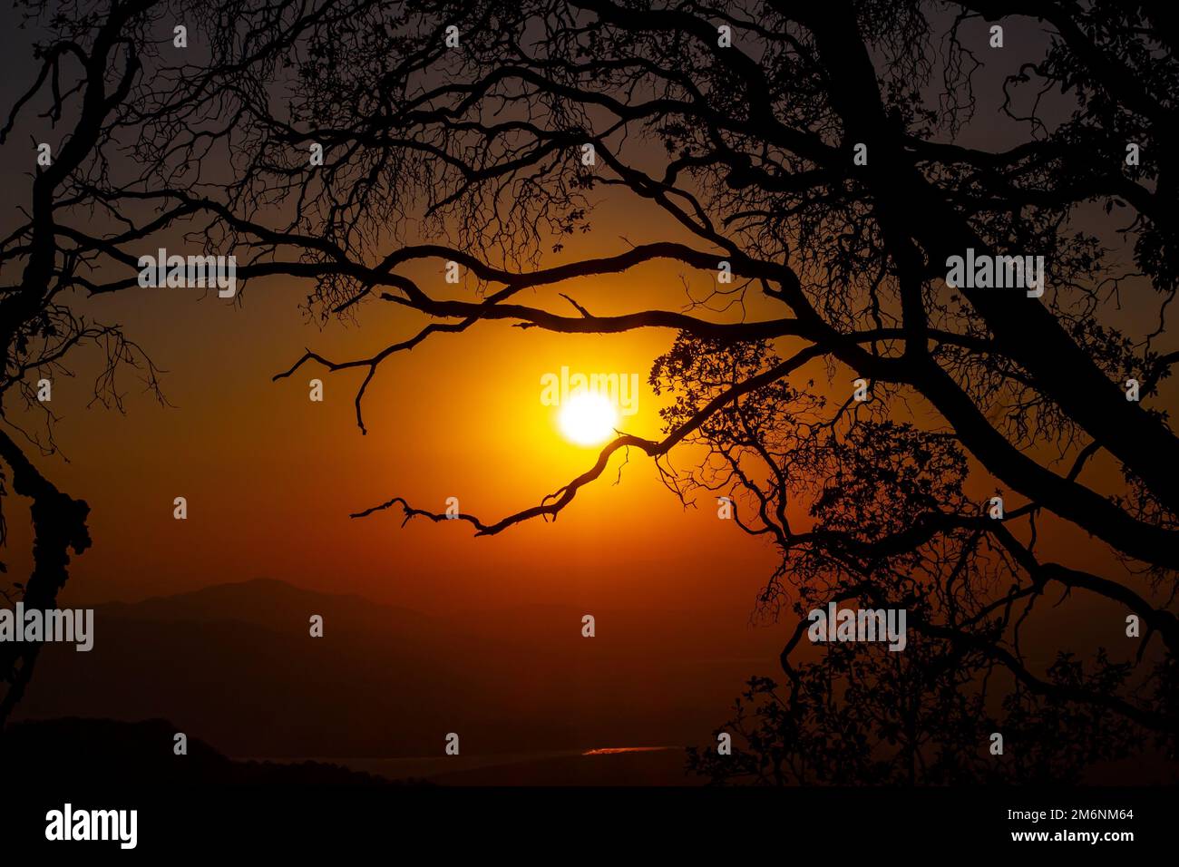 A silhouette of tree in background of moon in sky during sunset Stock ...