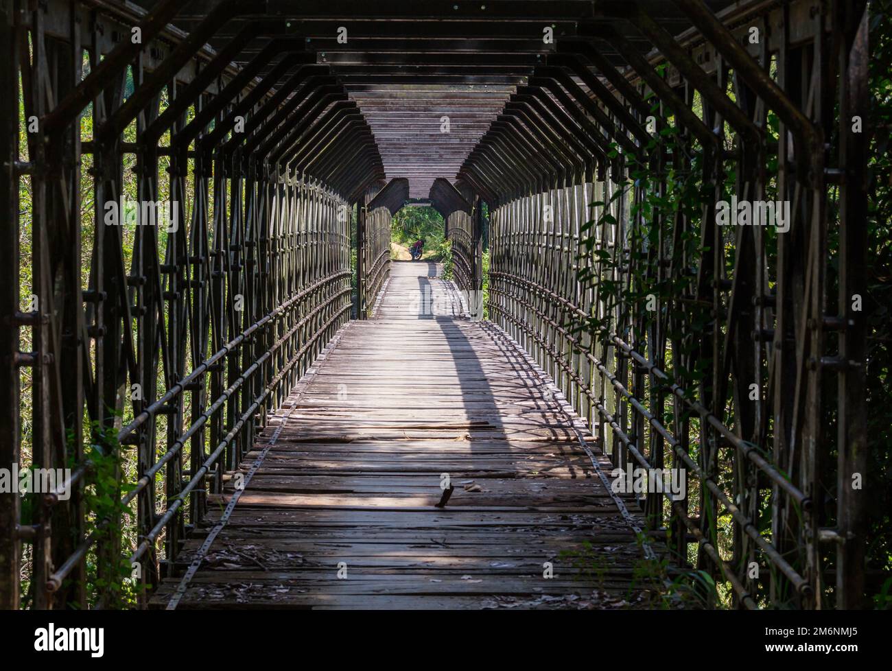 Bridge in jungle Stock Photo - Alamy