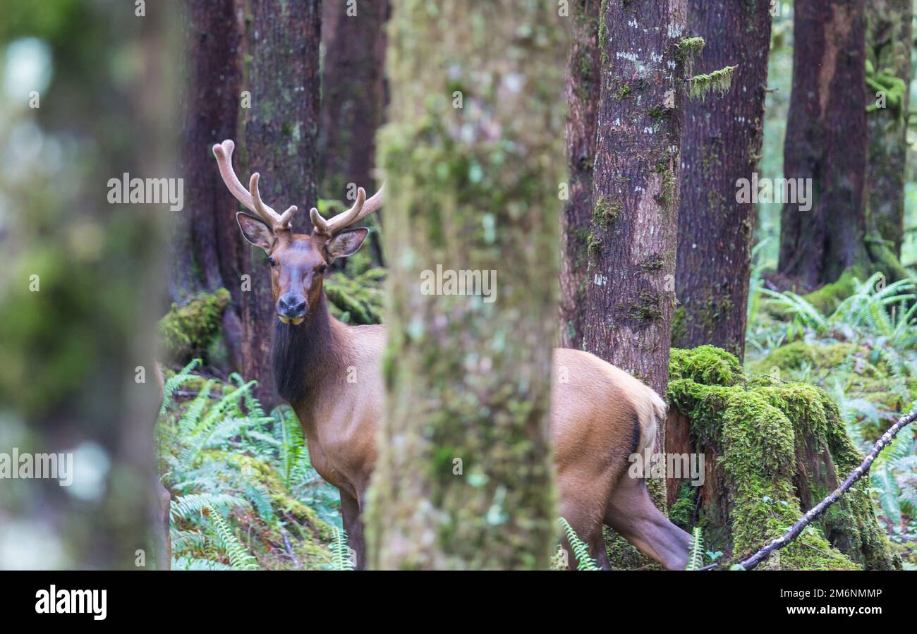 Mature bull elk walking hi-res stock photography and images - Alamy