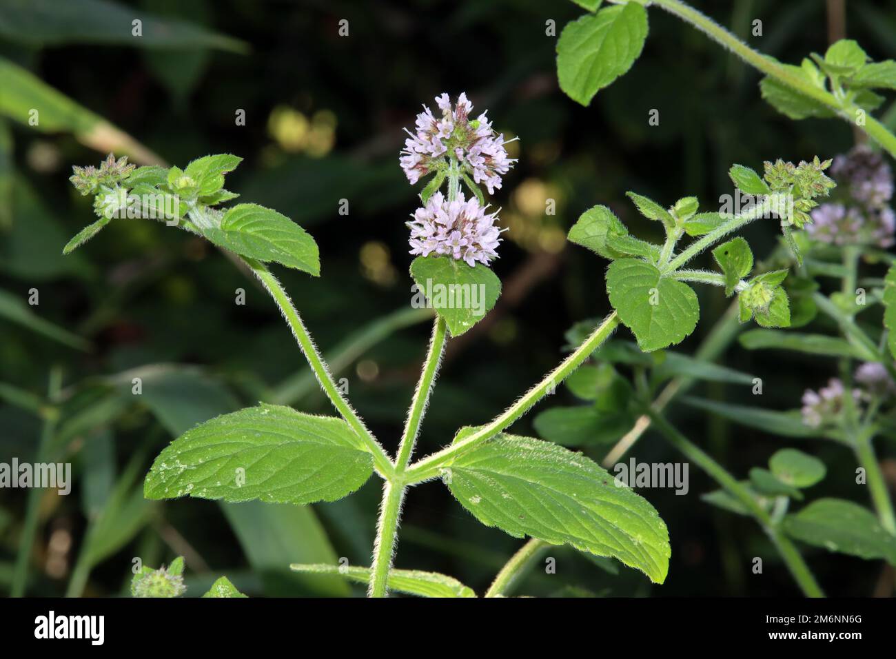 Water mint, water mint (Mentha aquatica), flowering plant Stock Photo ...
