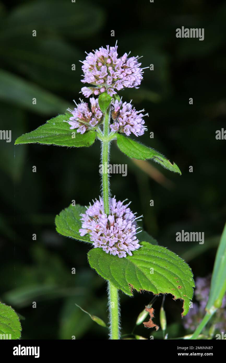 Water mint, water mint (Mentha aquatica), flowering plant Stock Photo ...