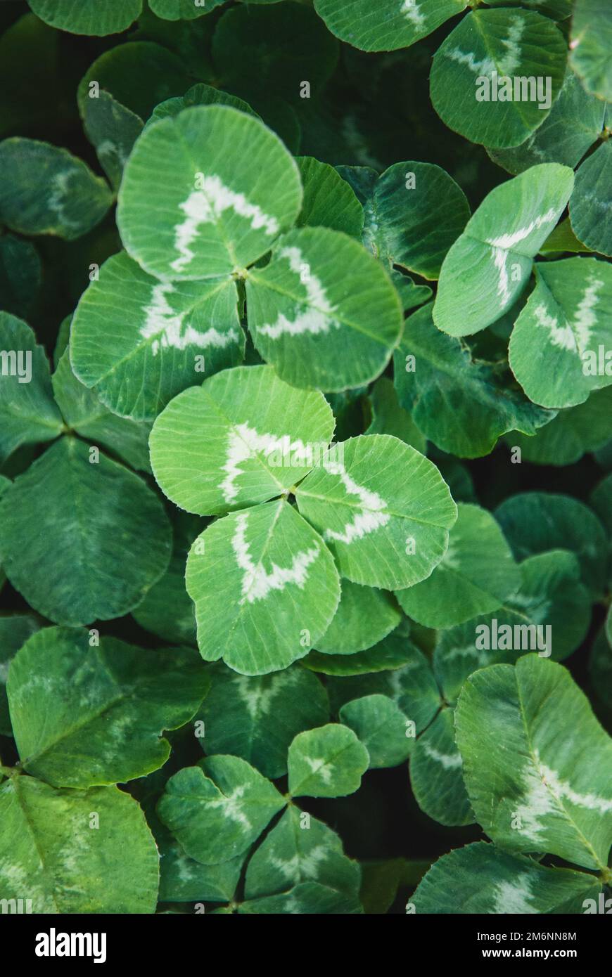 Growing clover for forage, white fodder clover Trifolium repens grown ...