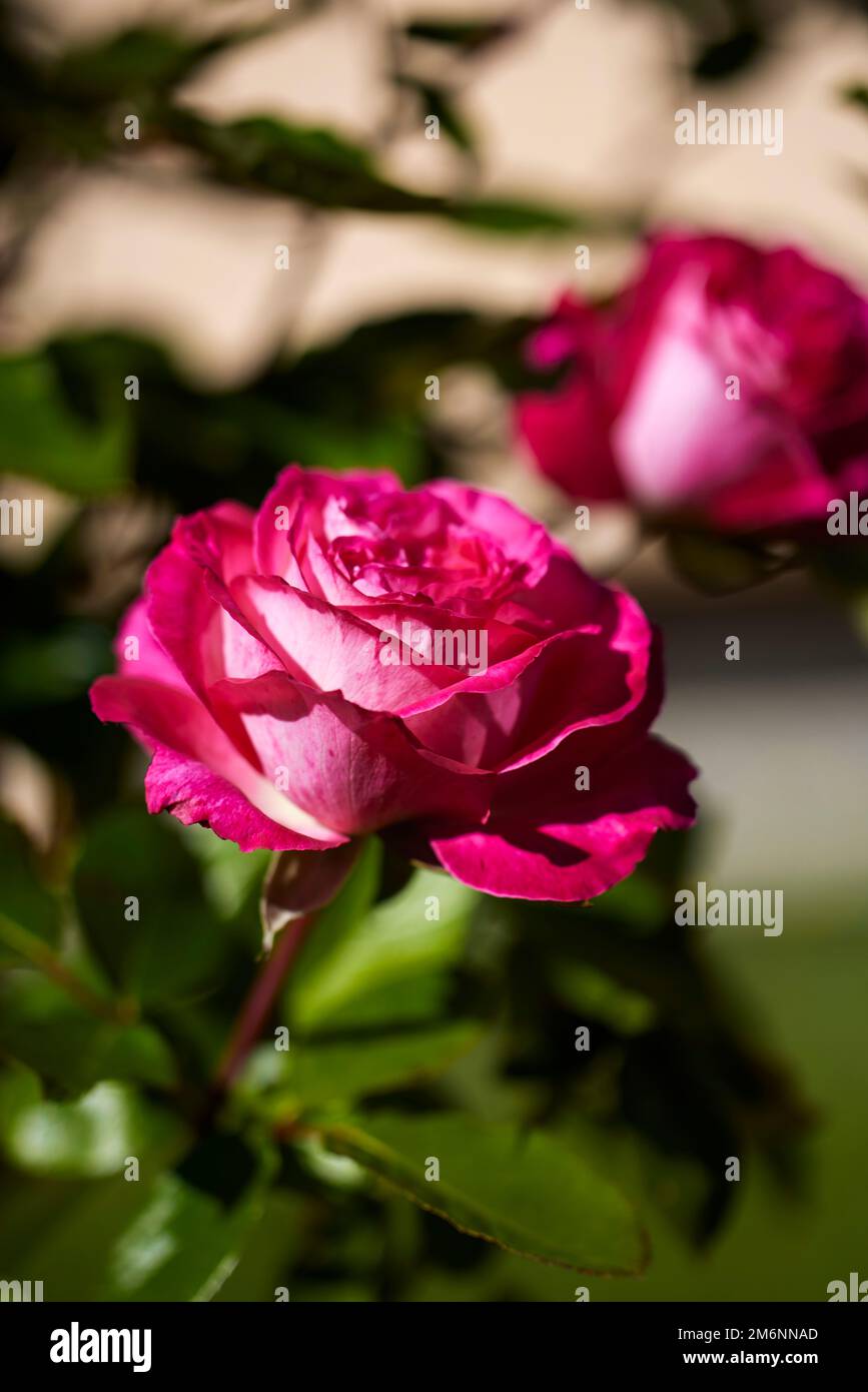 beautiful rose in a garden on a sunny day Stock Photo - Alamy
