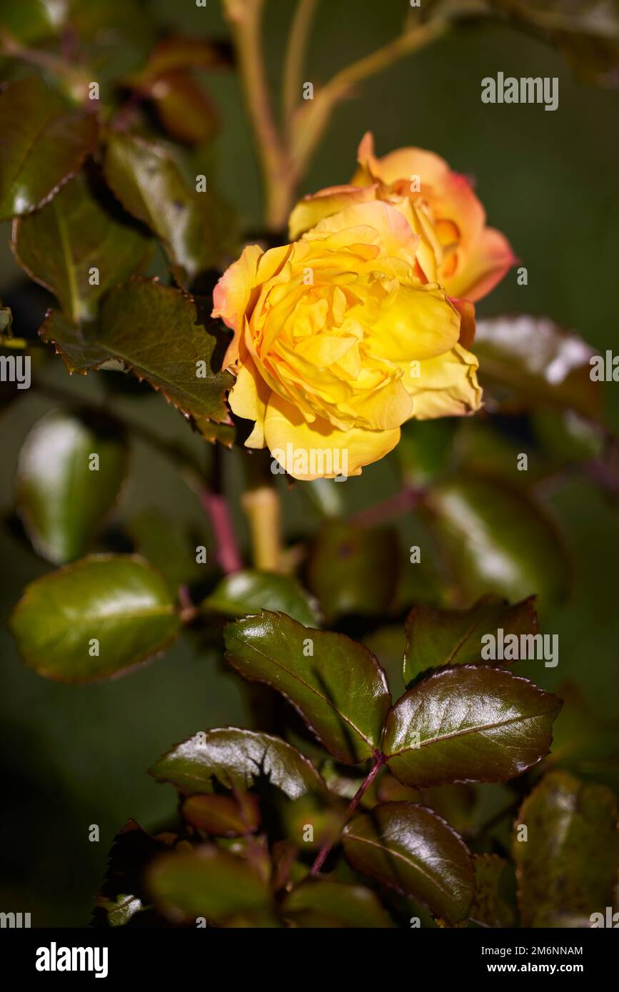 beautiful rose in a garden on a sunny day Stock Photo - Alamy