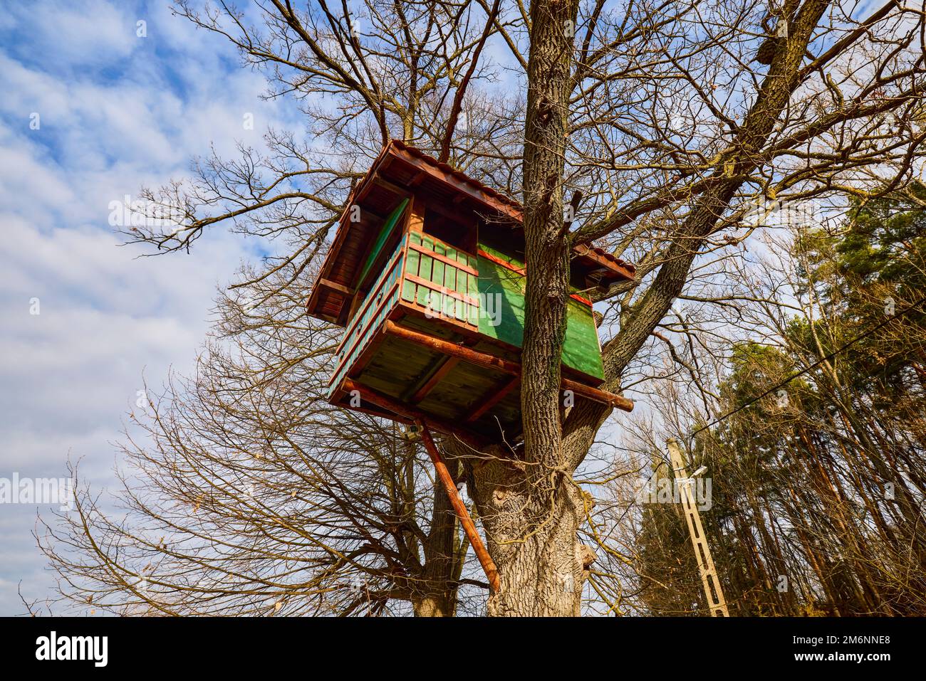 the wooden house in a big tree Stock Photo - Alamy
