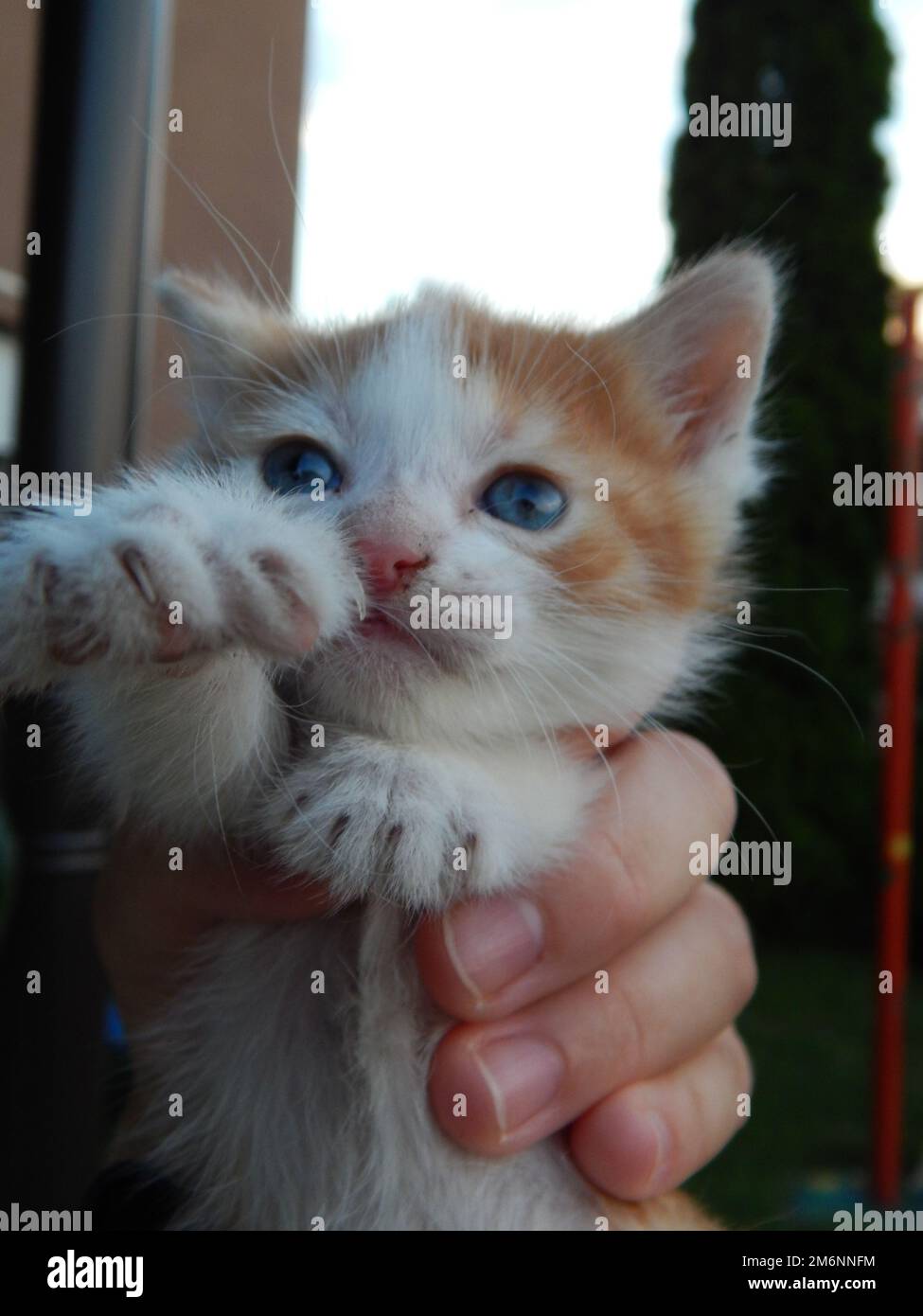 A vertical shot of an adorable kitten with blue eyes in a person's hand ...
