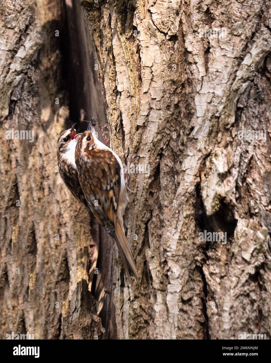 Treecreepers courtship behaviour. Male has brought the female an insect ...
