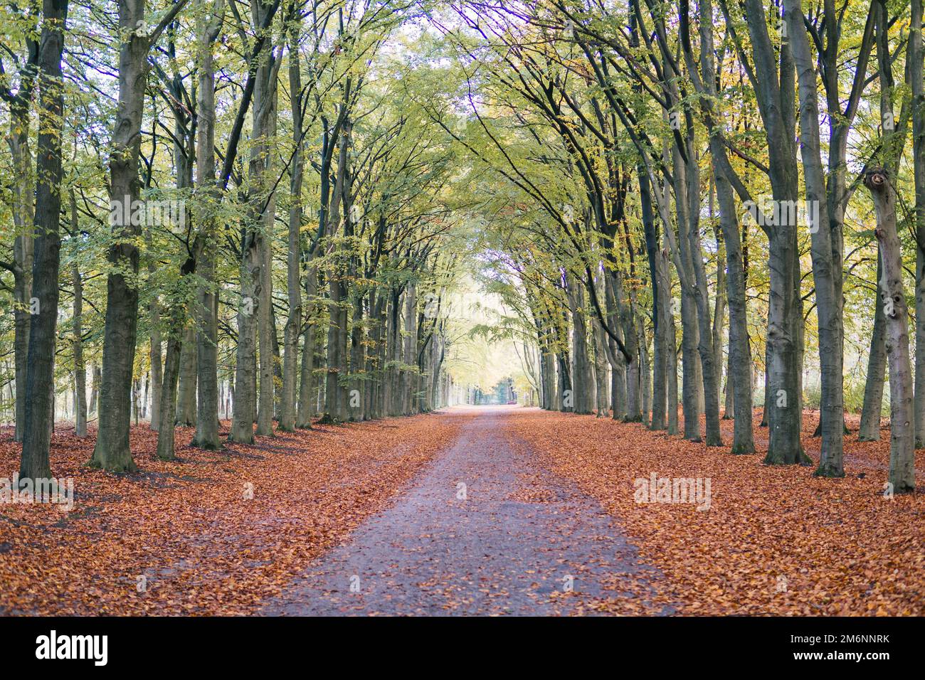 A pathway through a forest lined with green trees and fallen autumn ...