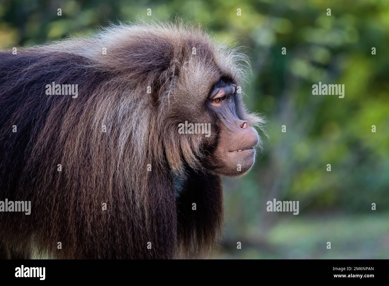 Primate teeth hi-res stock photography and images - Alamy