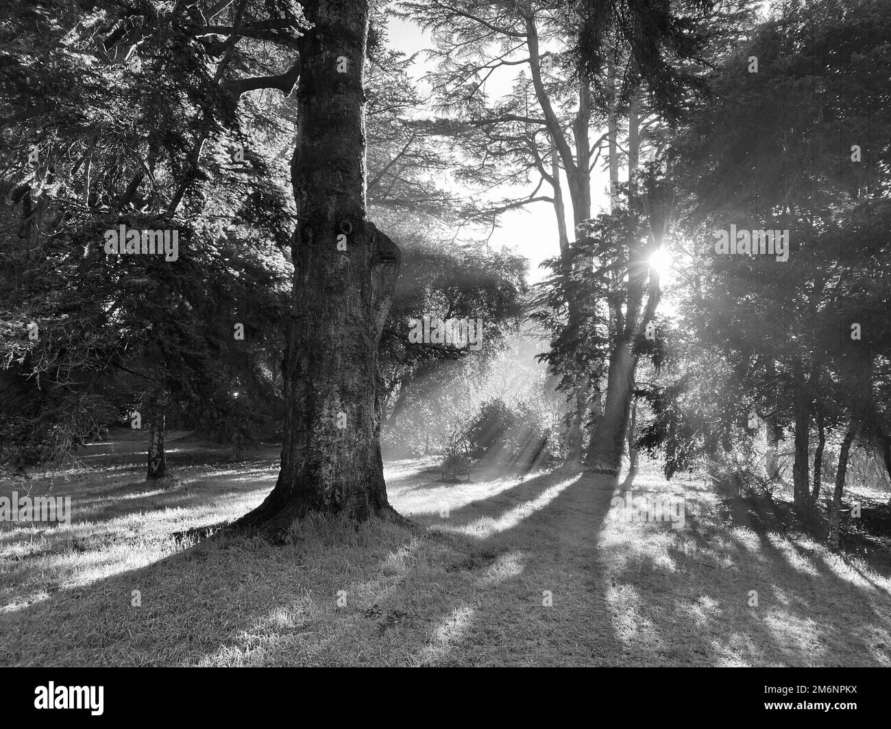 A grayscale of the sun shining through the trees of a peaceful forest ...