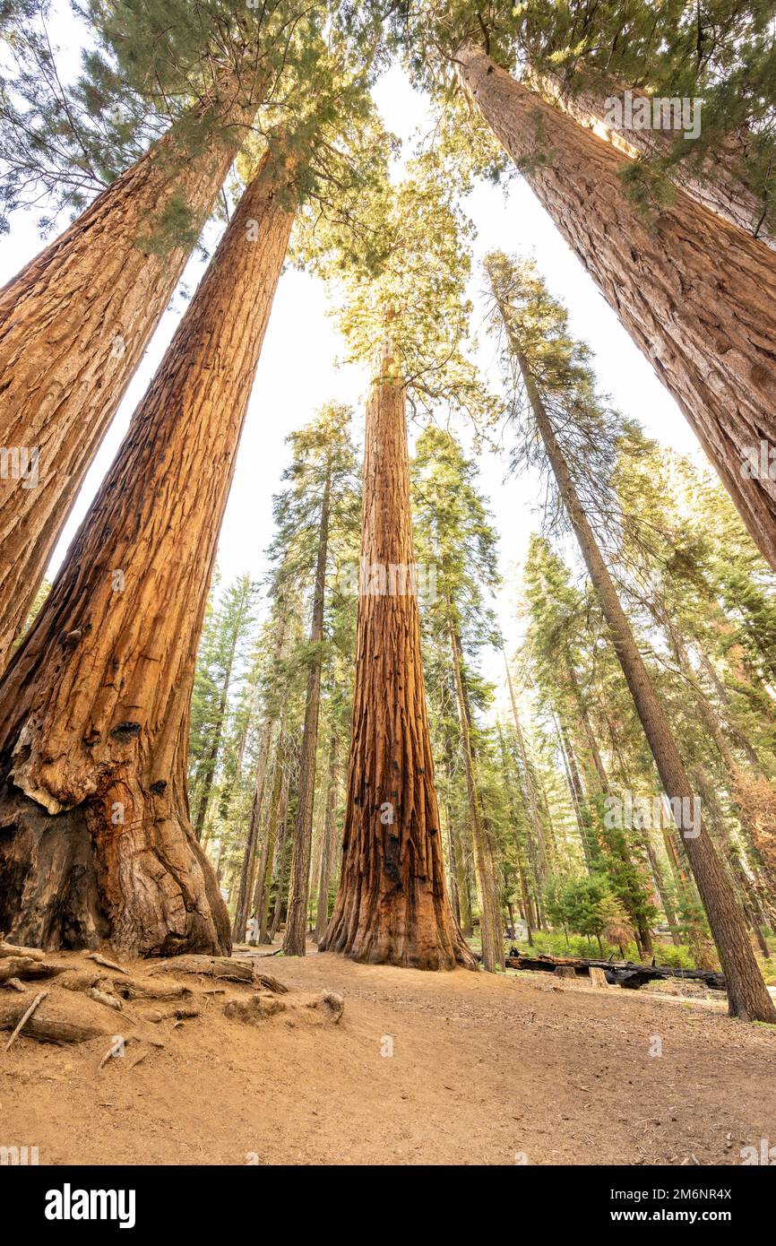 Towering giant sequoias hi-res stock photography and images - Alamy
