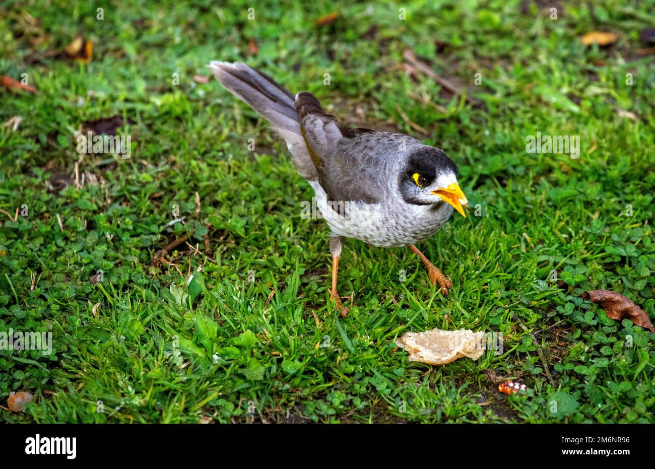 Australian Noisy Miner (Manorina melanocephala Stock Photo - Alamy