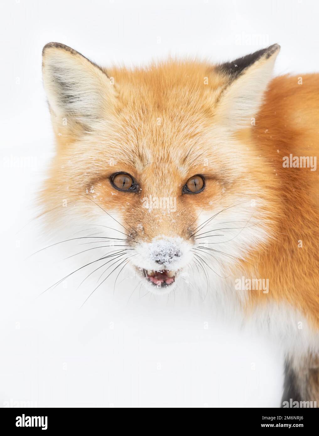 Closeup of a wild red fox with a bushy tail isolated on white ...