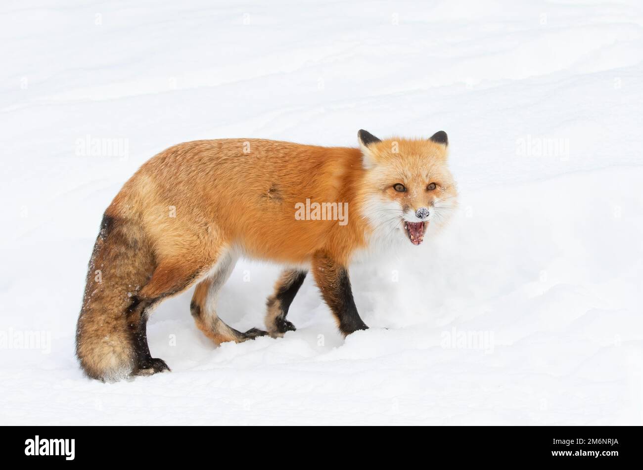 Red fox with a bushy tail isolated on white background hunting through the freshly fallen snow ...