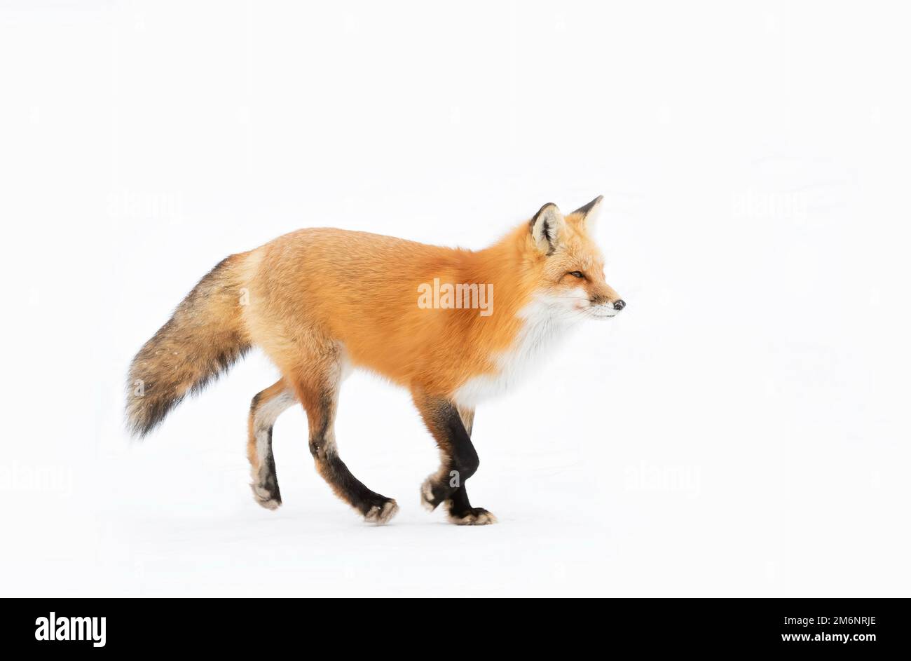 Red fox with a bushy tail isolated on white background hunting through ...