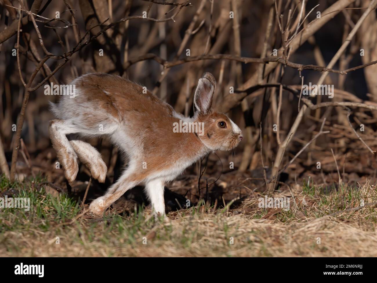 Snowshoe hare running through the meadow in spring in Canada Stock ...
