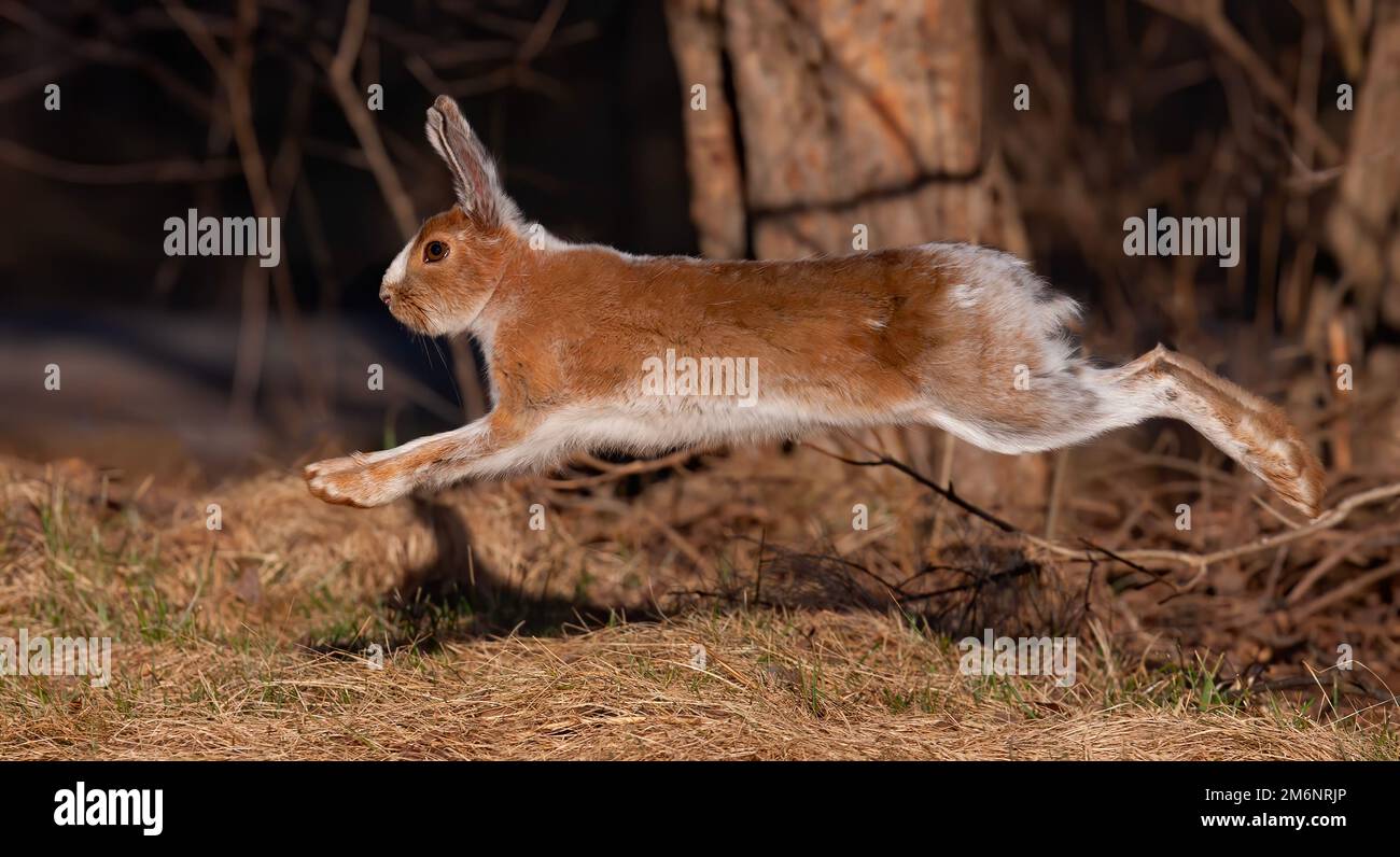 Snowshoe hare running through the meadow in spring in Canada Stock ...