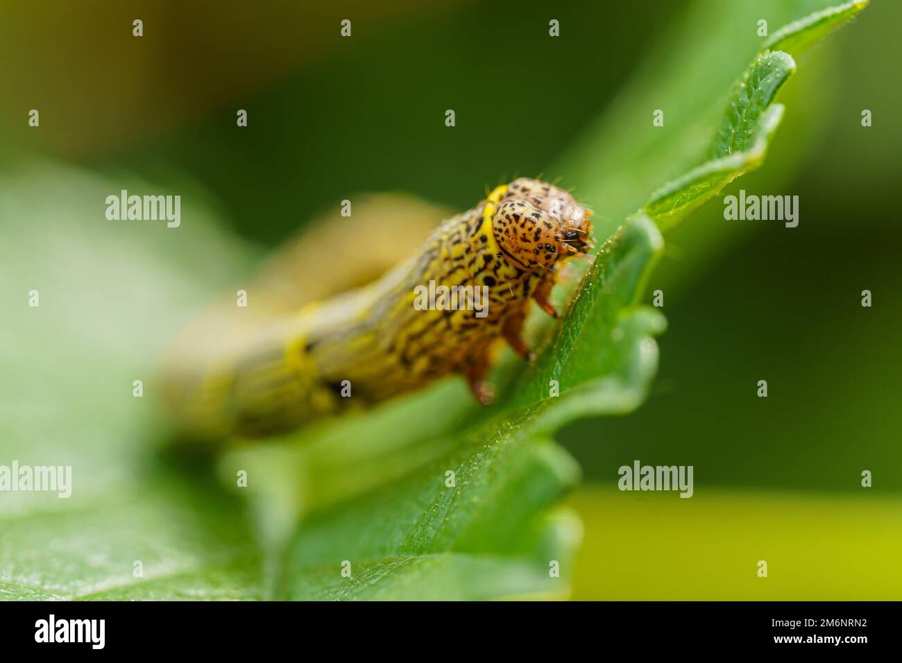 Fall armyworm Spodoptera frugiperda on a green leaf. Selective focus ...