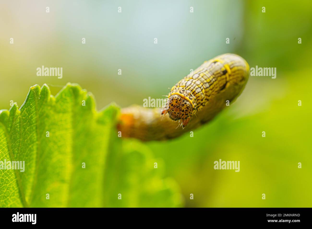 Fall armyworm Spodoptera frugiperda on a green leaf. Selective focus ...