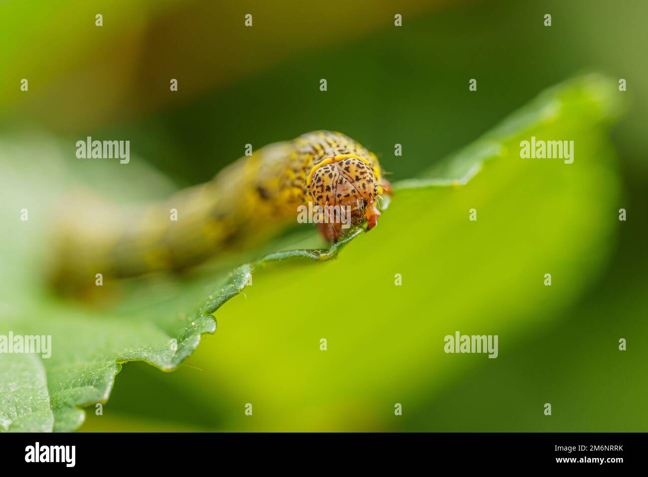 Fall armyworm Spodoptera frugiperda on a green leaf. Selective focus ...
