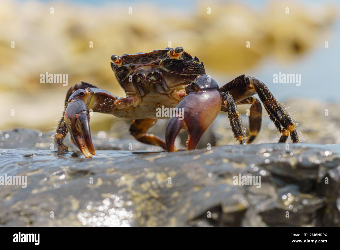 Crab on beach goes water hi-res stock photography and images - Alamy