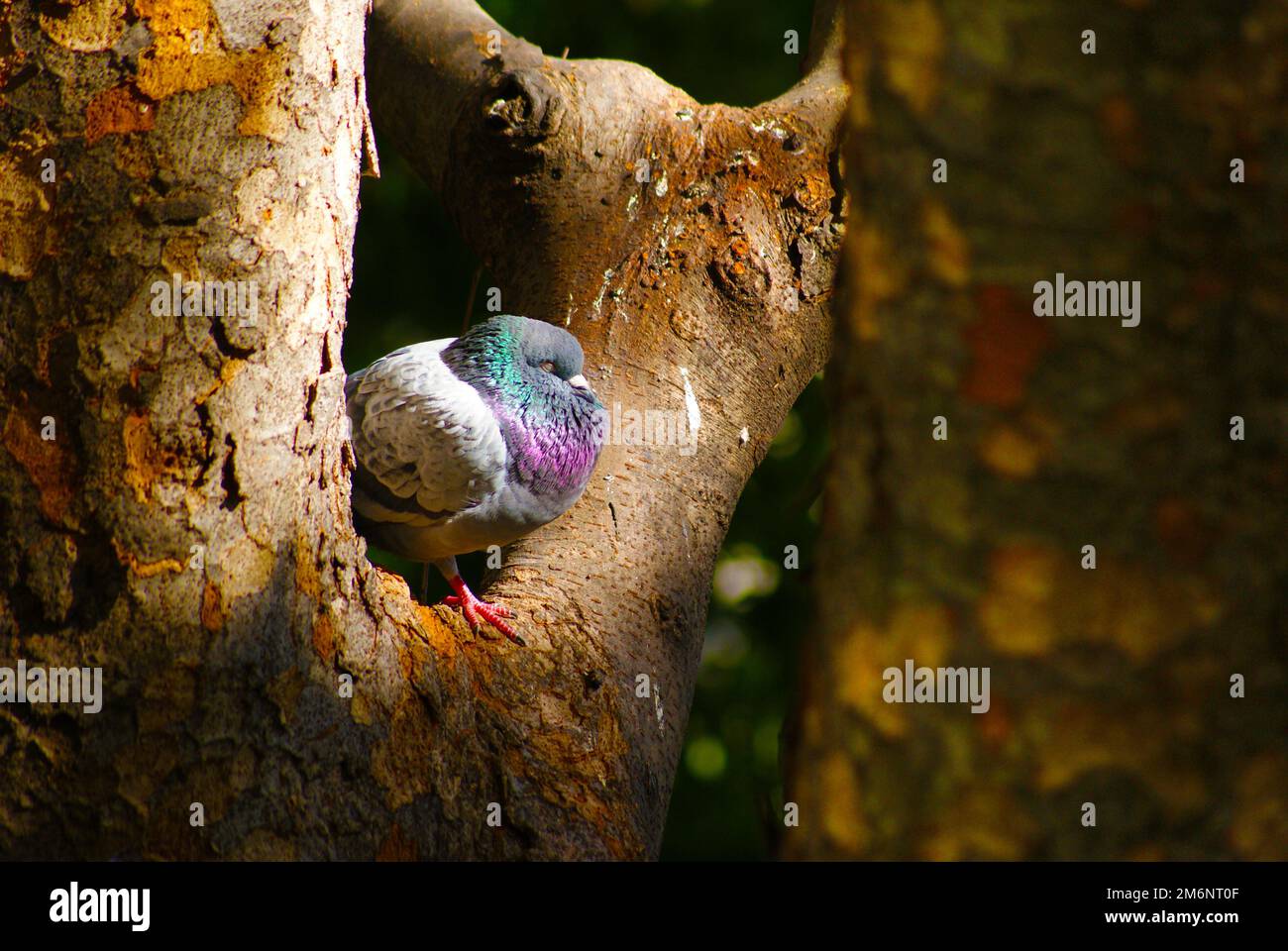 Cower hi-res stock photography and images - Alamy