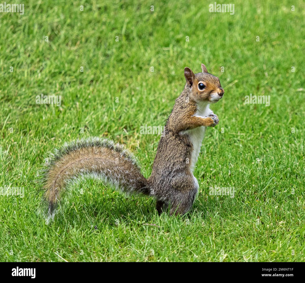 a grey squirrell in my garden Stock Photo - Alamy