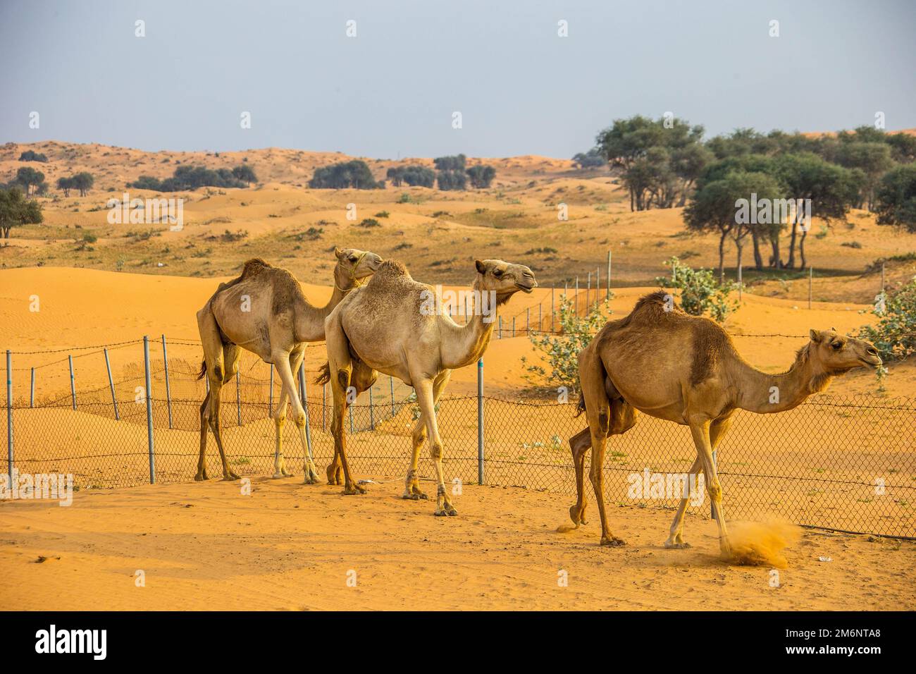 Camels in the Desert, Ras al-Khaimah, United Arab Emirates, Asia Stock ...