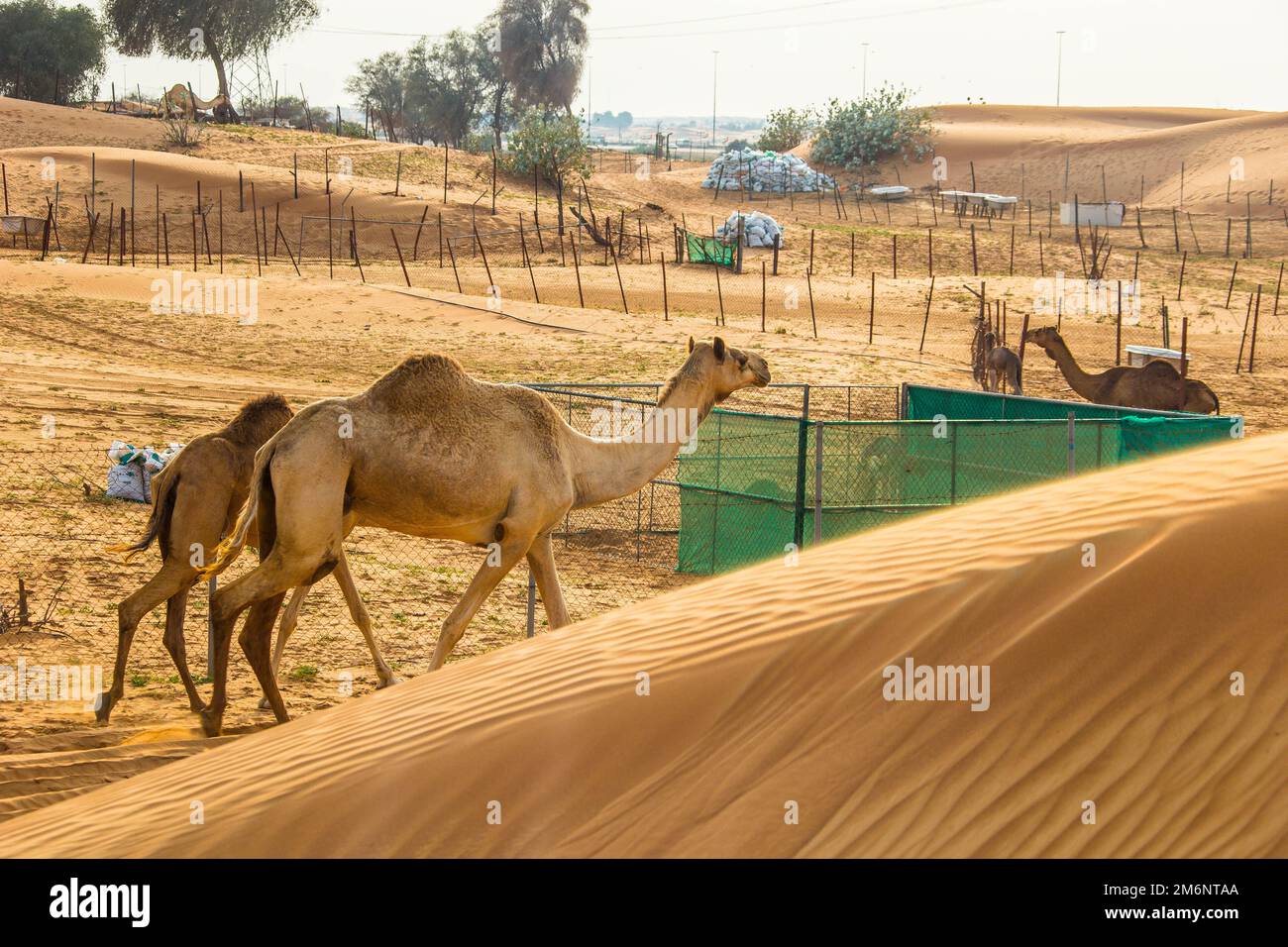 Camels in the Desert, Ras al-Khaimah, United Arab Emirates, Asia Stock ...