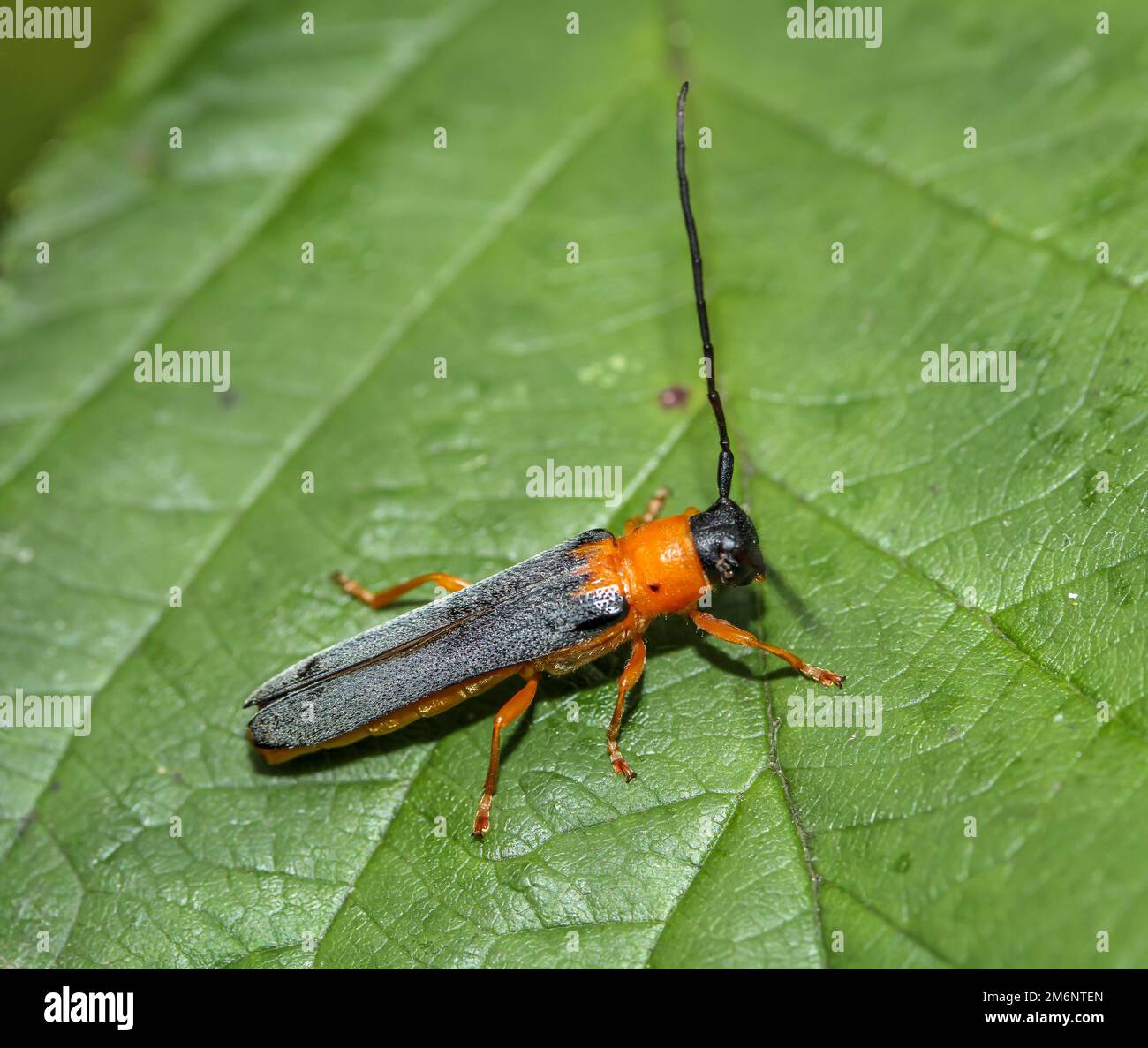 Willow linebuck 'Oberea oculata' Stock Photo - Alamy
