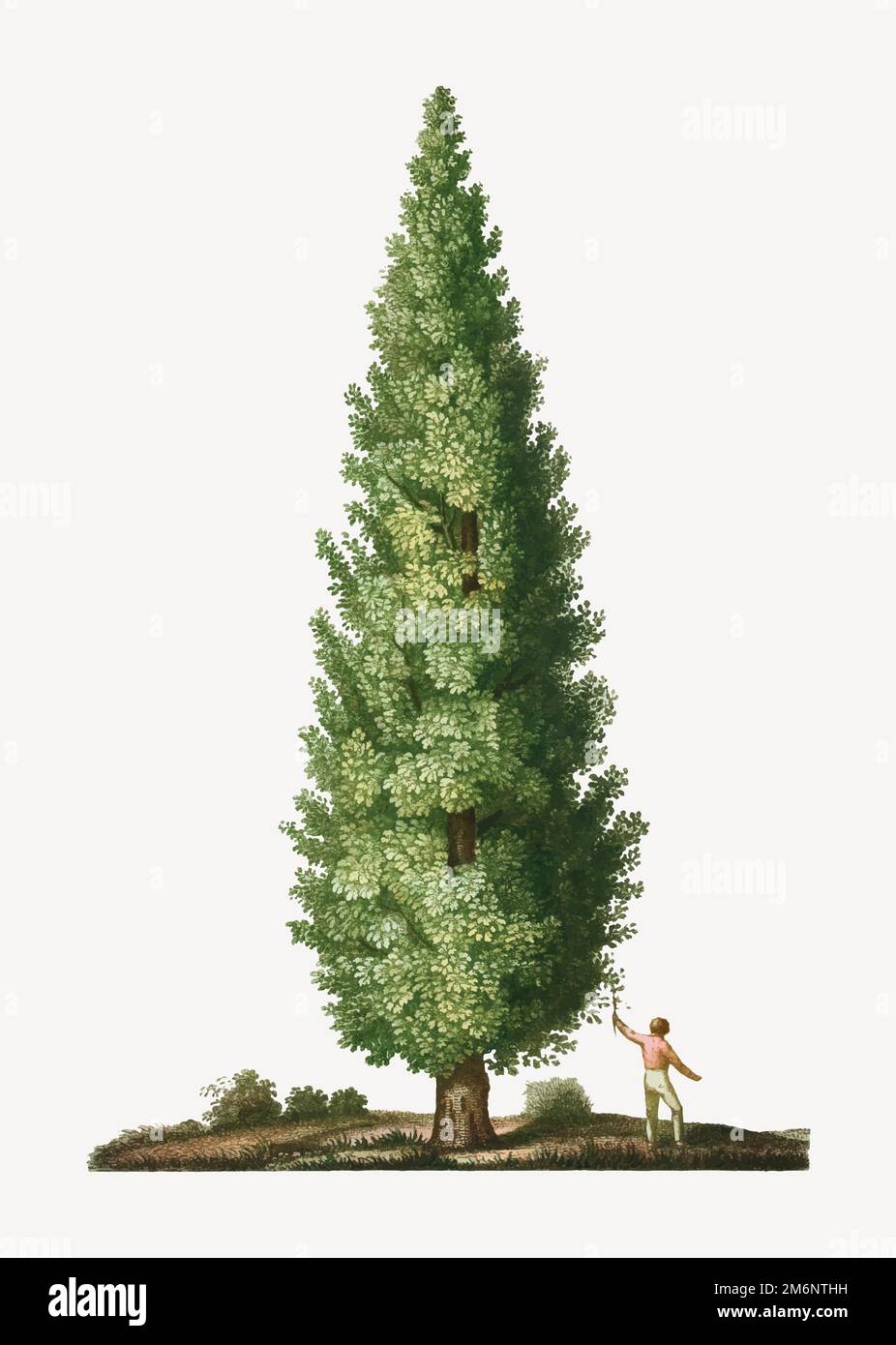 Vintage english oak tree vector Stock Vector Image & Art - Alamy