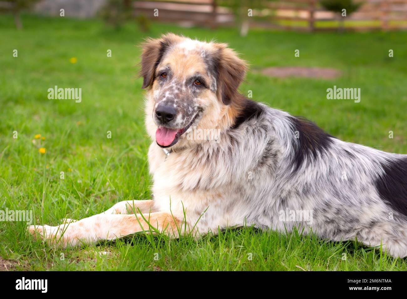 Big mutt dog hi-res stock photography and images - Alamy
