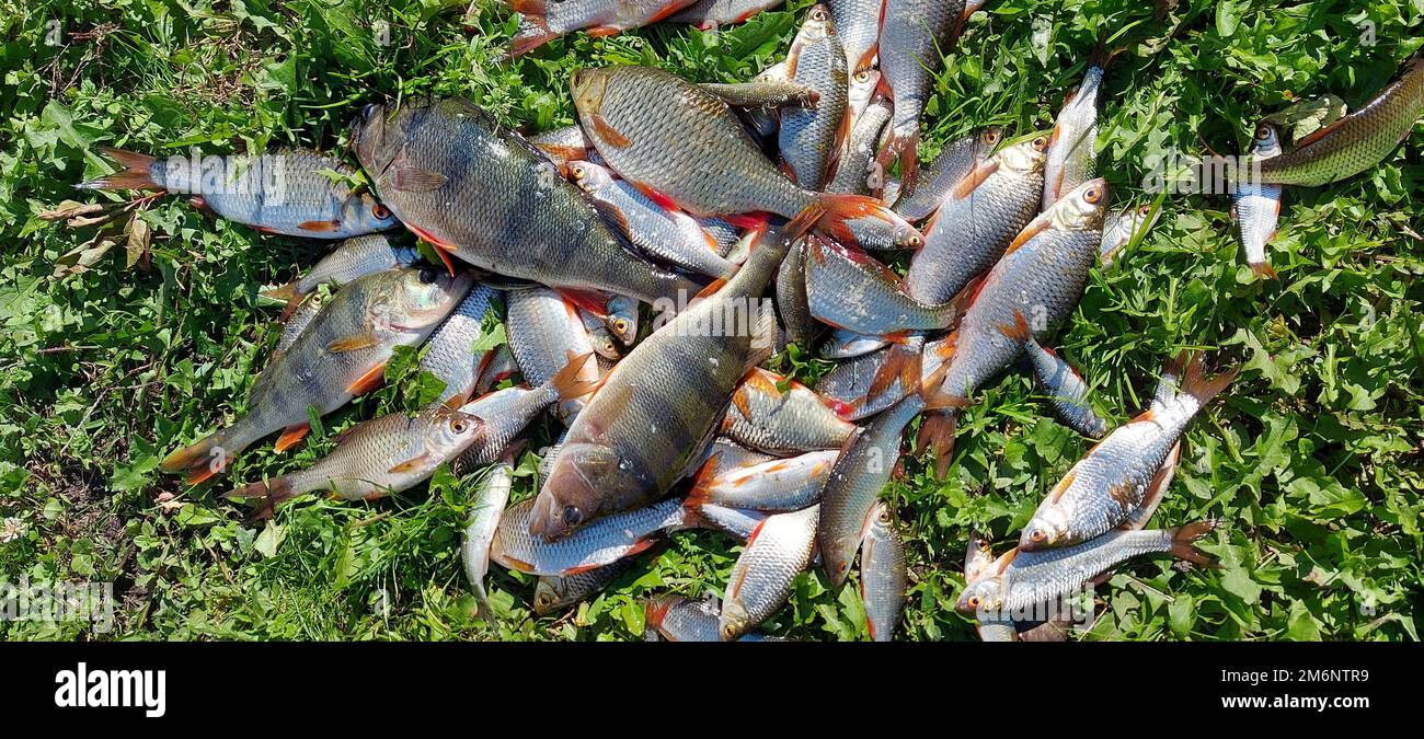 Export quality fish hi-res stock photography and images - Alamy