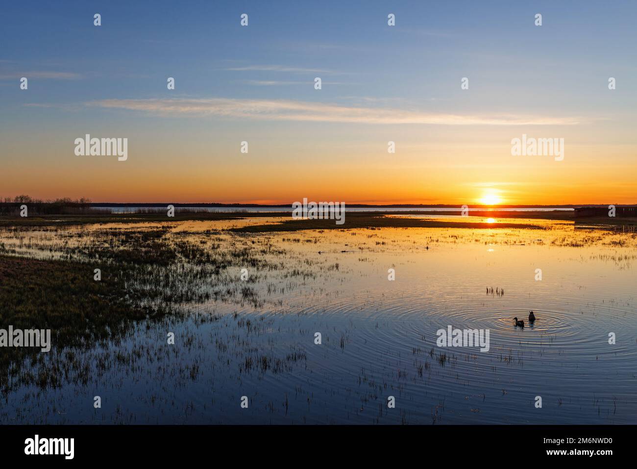 Beautiful sunset at a wetland with ducks in the water Stock Photo - Alamy
