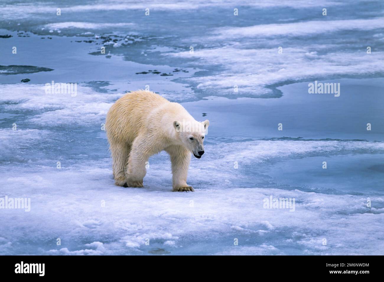 Polar bear walking on the ice in the arctic Stock Photo - Alamy