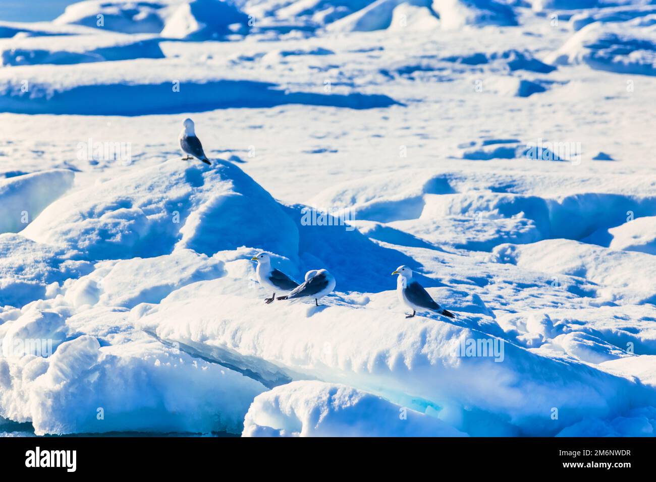 Bird ice sheet hi-res stock photography and images - Alamy