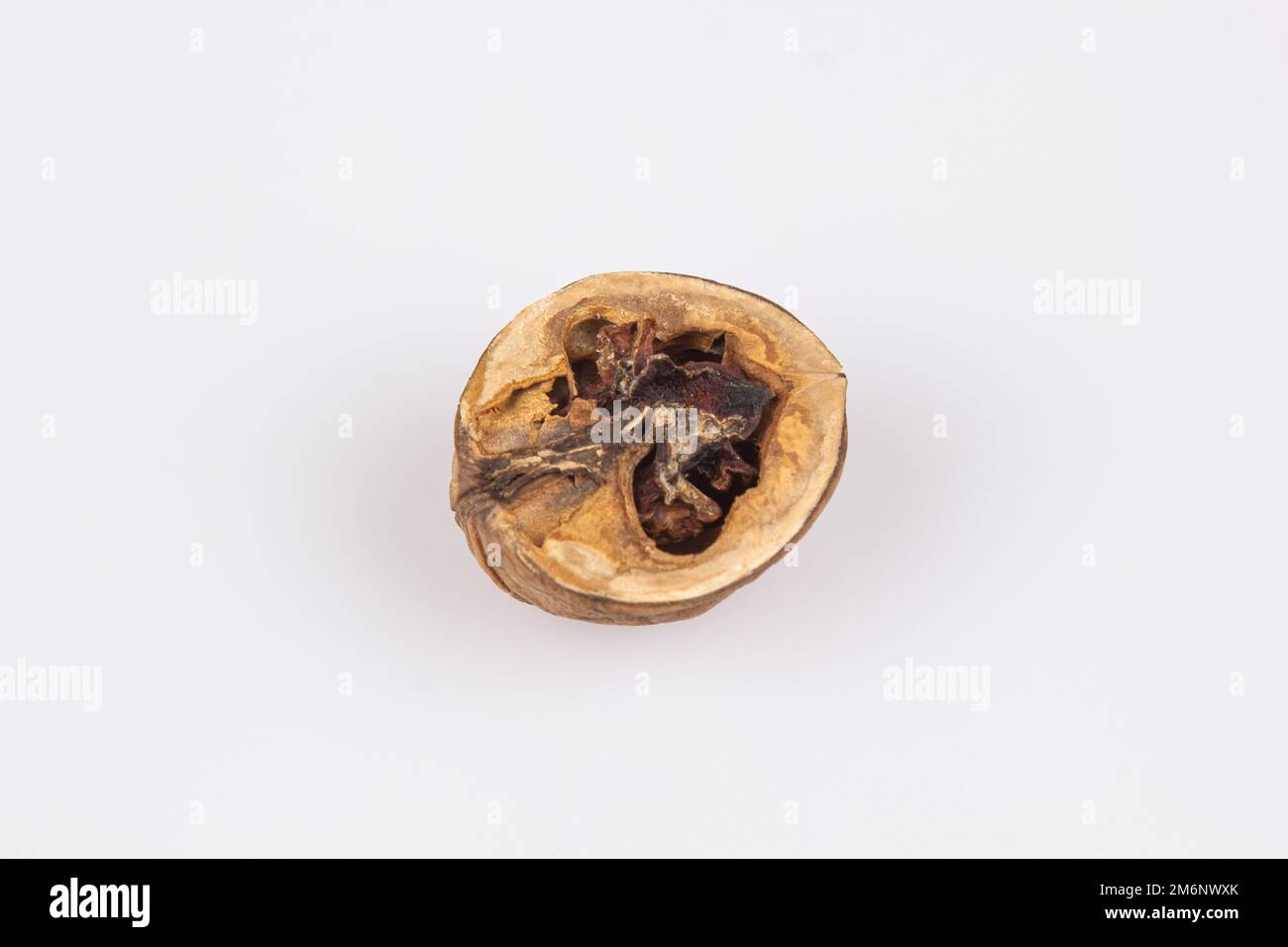 Close-up of a open walnut with rotten nut kernel. View of two walnuts ...
