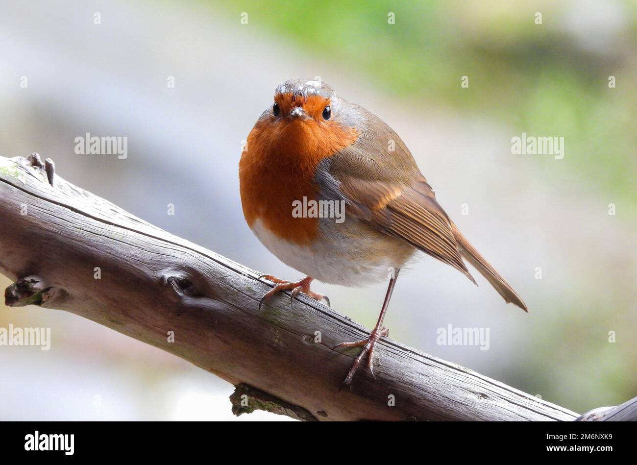 A macro of an European robin on a tree branch Stock Photo - Alamy