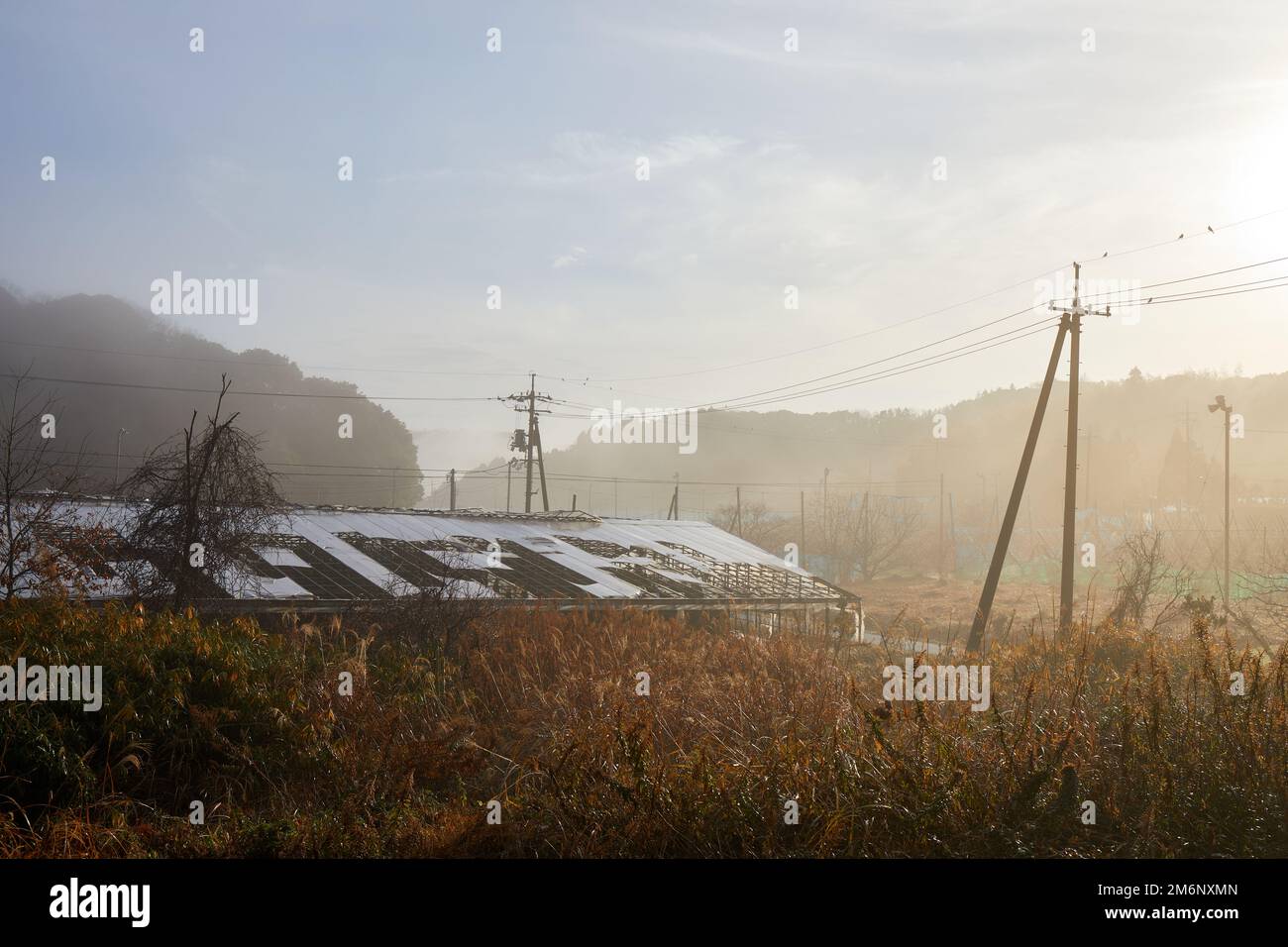 Morning light over old greenhouse, winter; Tofukucho, Izumo, Shimane ...